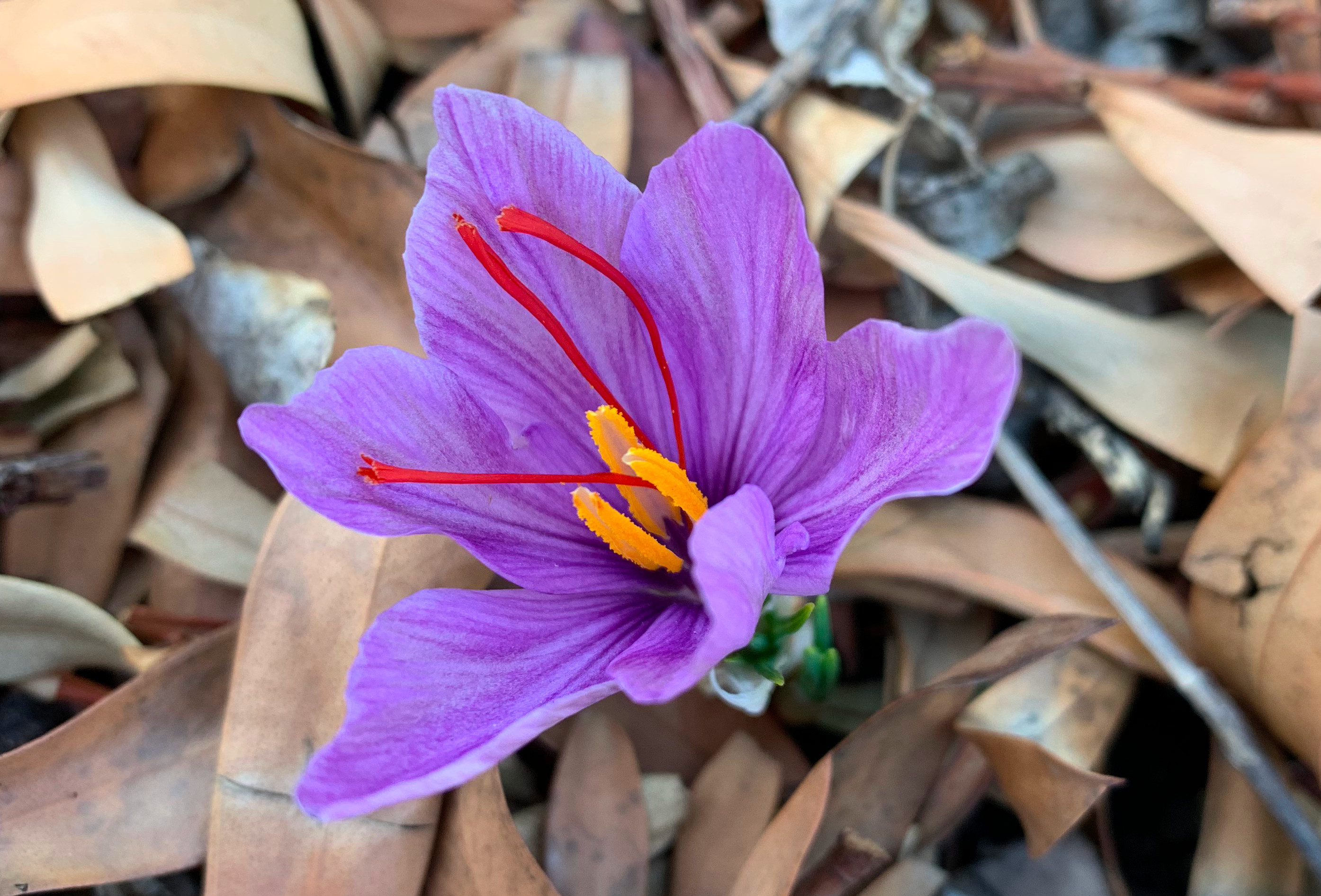 Saffron Growing Experiment – Zanganeh Garden