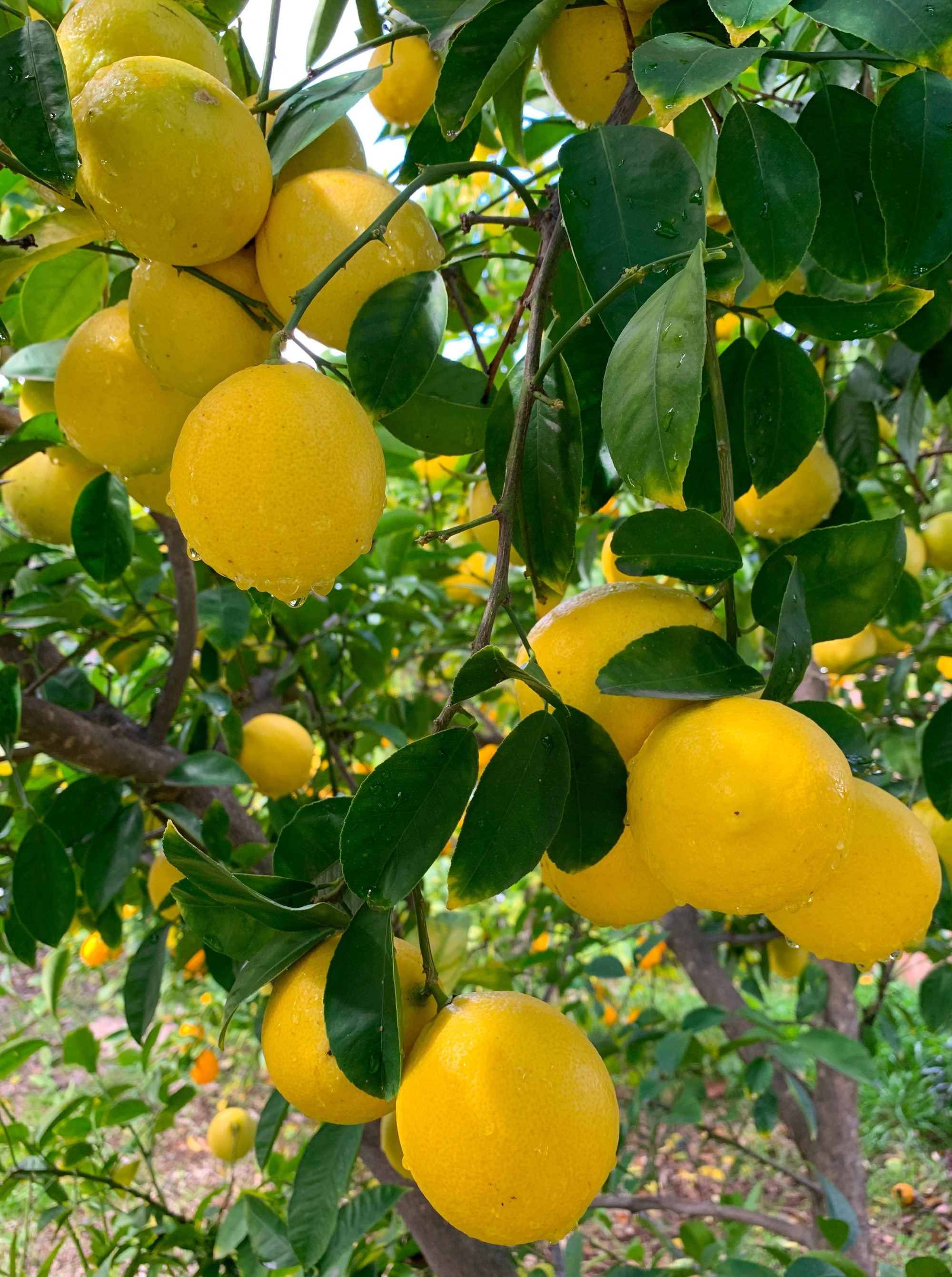 What’s Growing Now – February 2024 – Zanganeh Garden